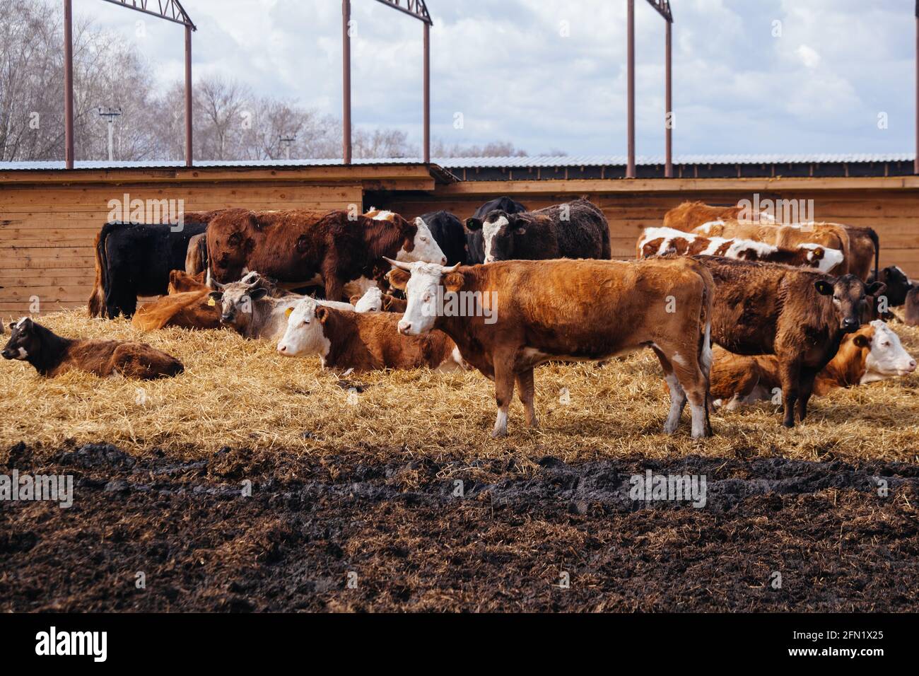 Marbled meat cows in free open stall Stock Photo - Alamy