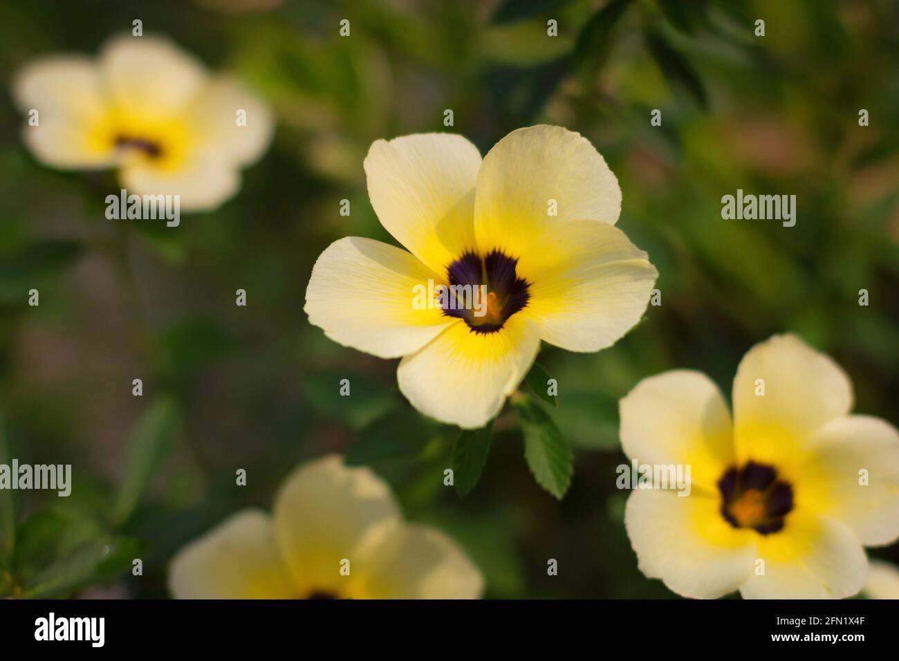 Dazzling coloured flowers hi-res stock photography and images - Alamy
