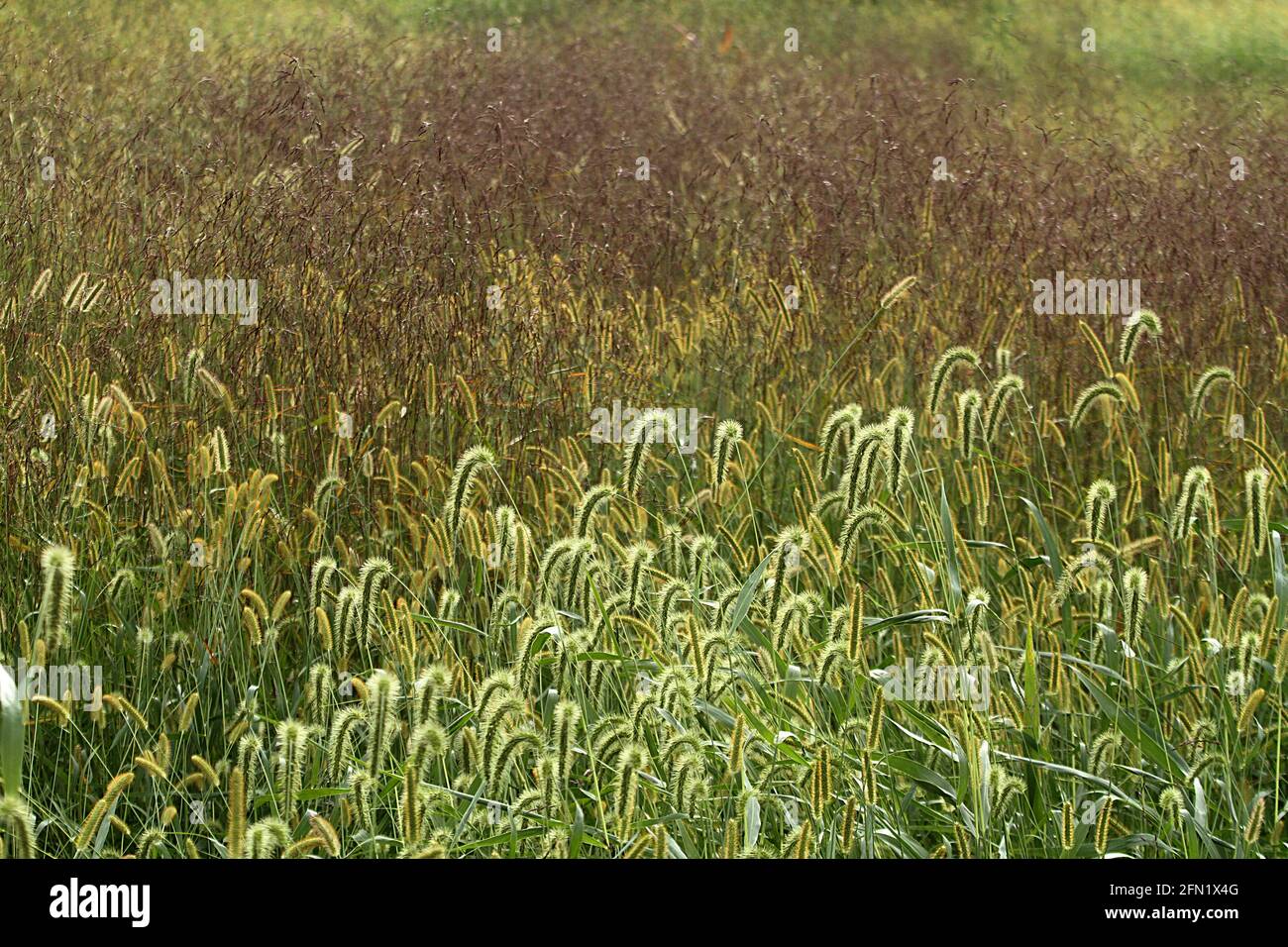 Wild barley grass; hare barley or common foxtail weed. Seed heads in ...