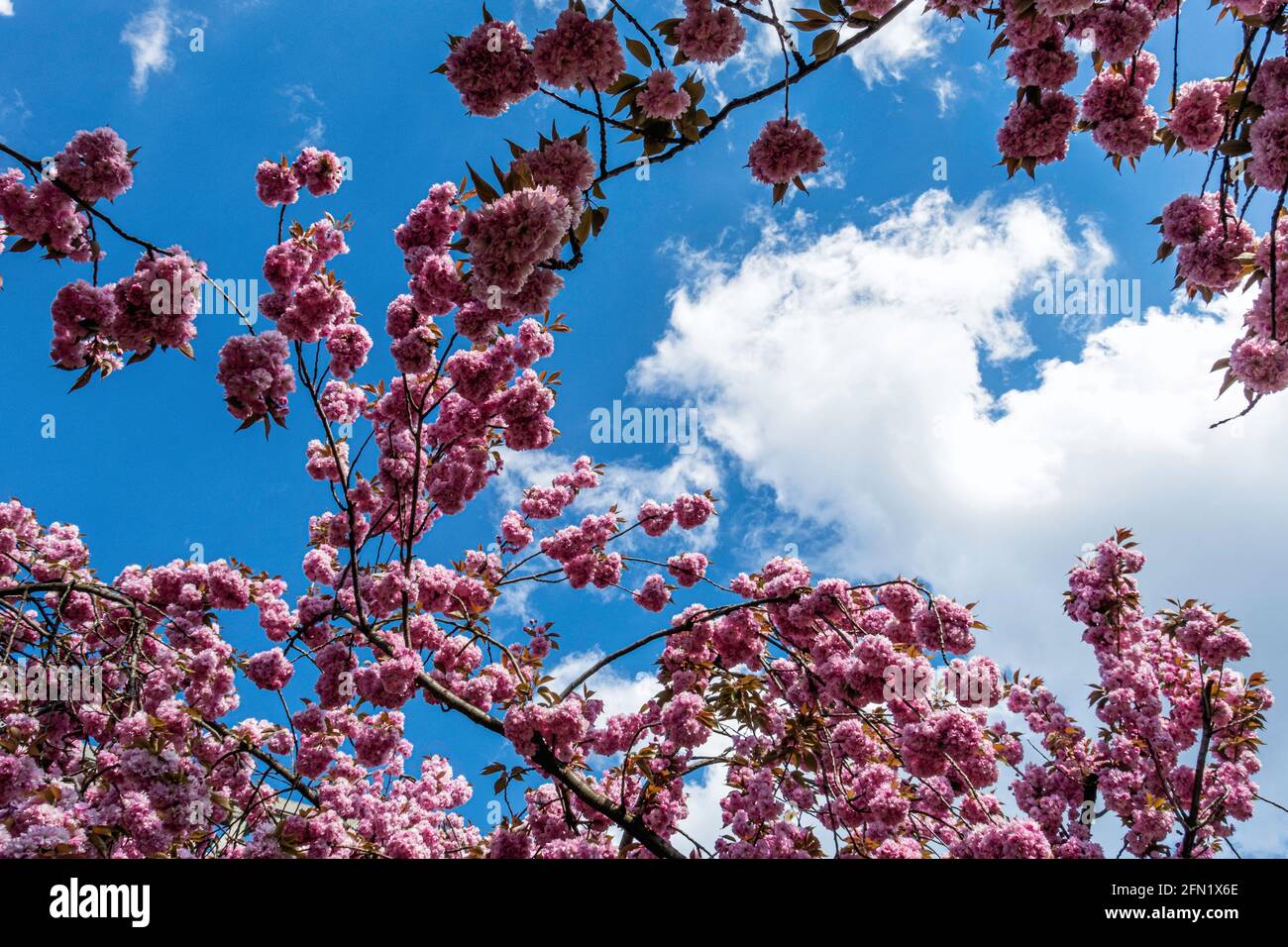 Season 1990 High Resolution Stock Photography and Images - Alamy