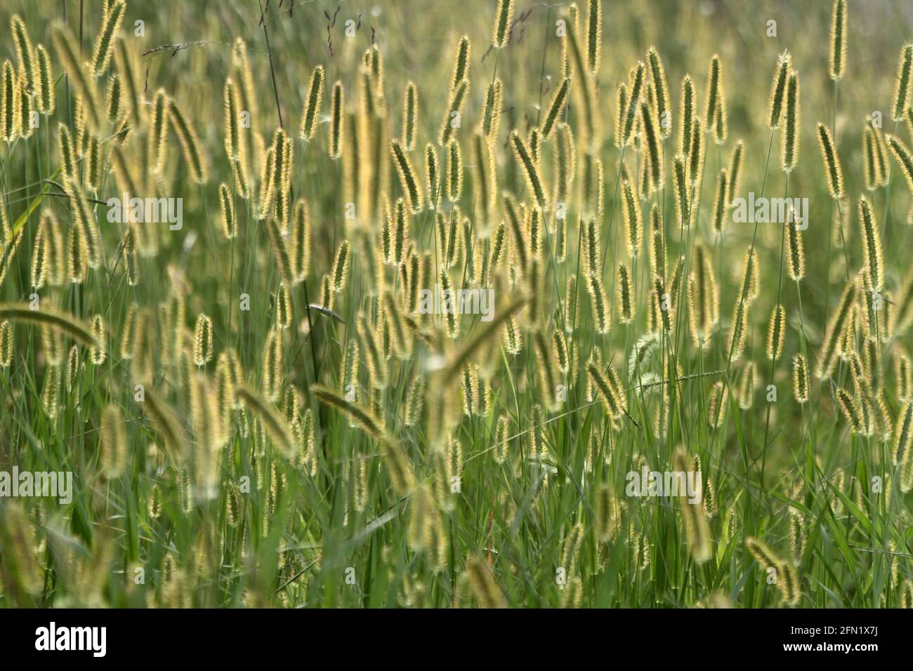 Wild barley grass; hare barley or common foxtail weed. Seed heads in ...