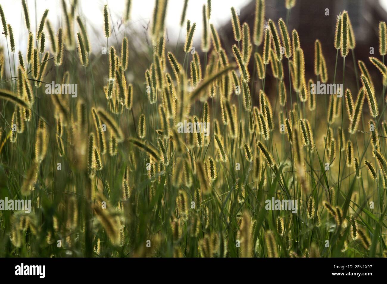 Wild barley grass; hare barley or common foxtail weed. Seed heads in ...
