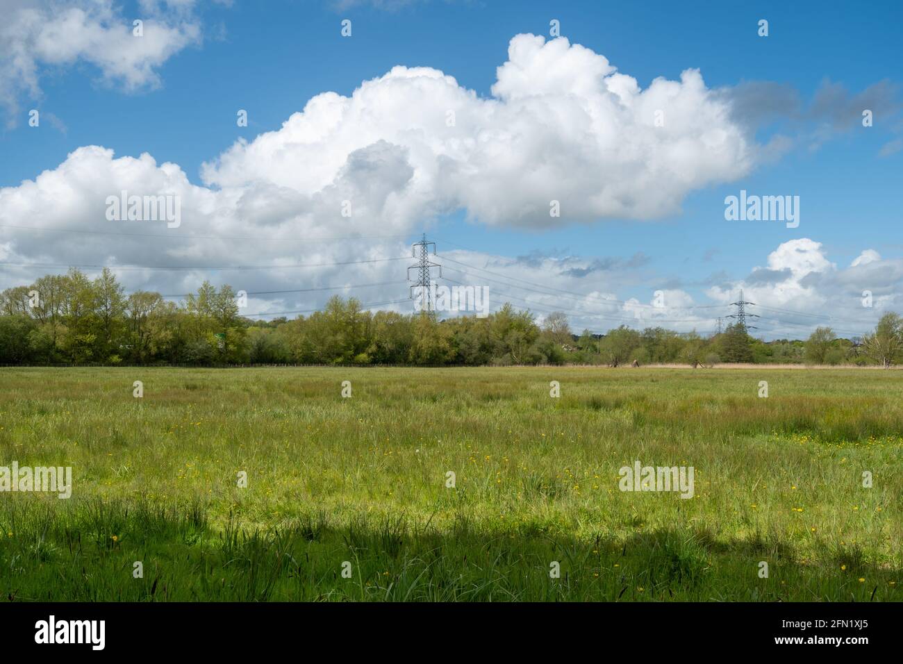View across Iffley Meadows Nature Reserve and SSSI, ancient wet meadows ...