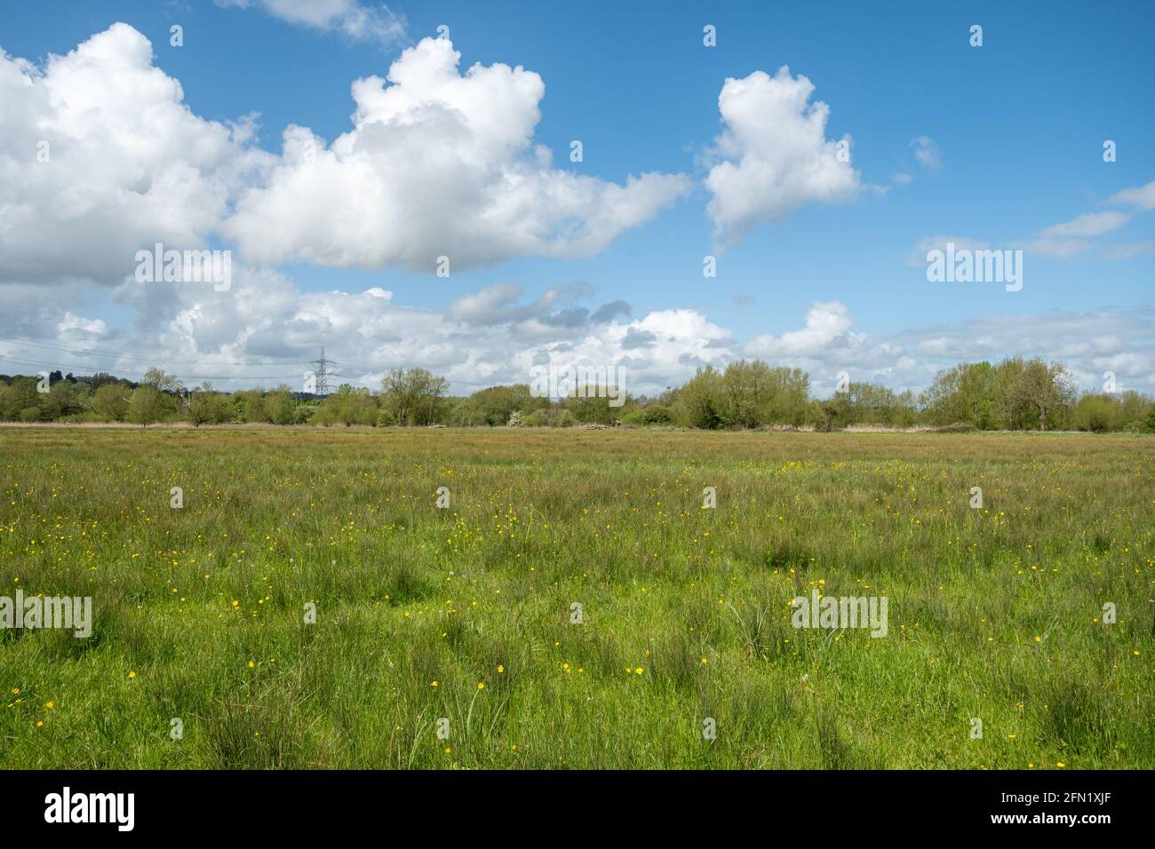 View across Iffley Meadows Nature Reserve and SSSI, ancient wet meadows ...
