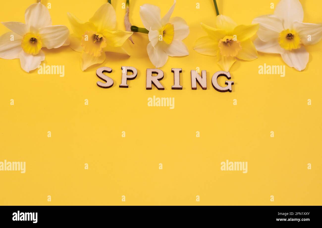 The inscription Friday is spring in wooden letters. Daffodil flowers on ...