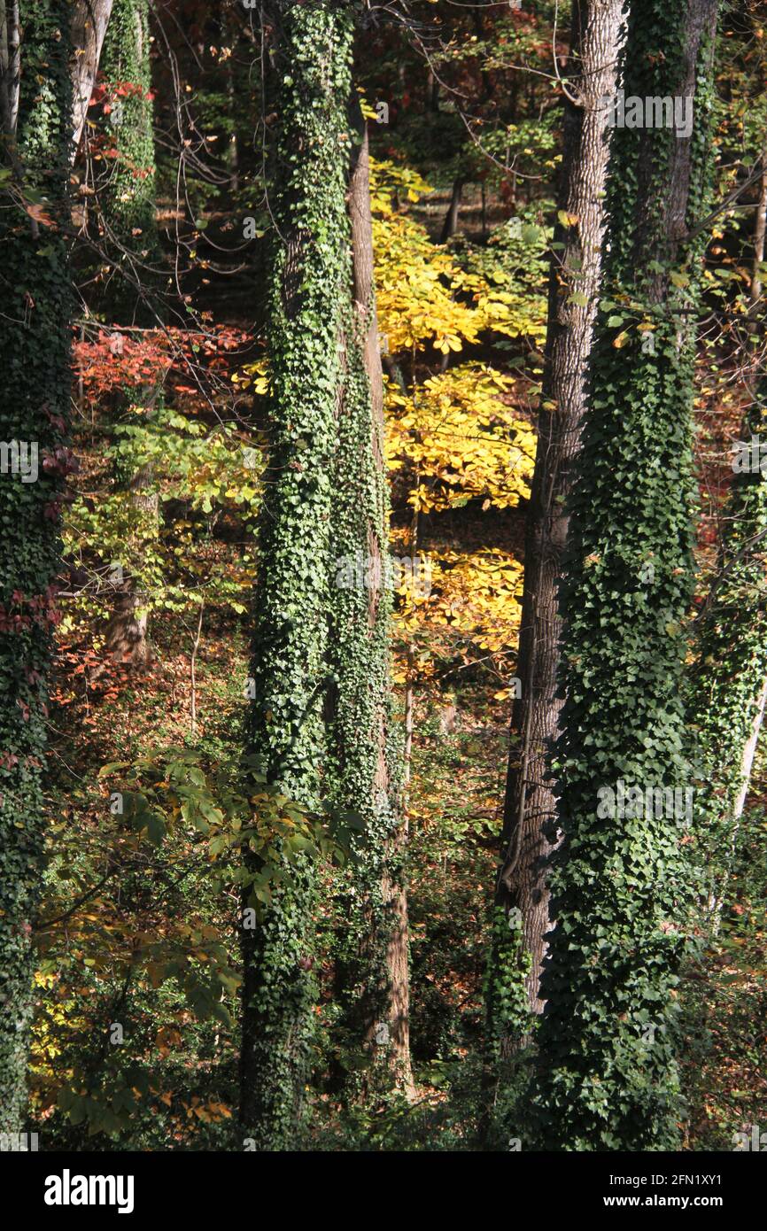 Virginia creeping ivy hi-res stock photography and images - Alamy