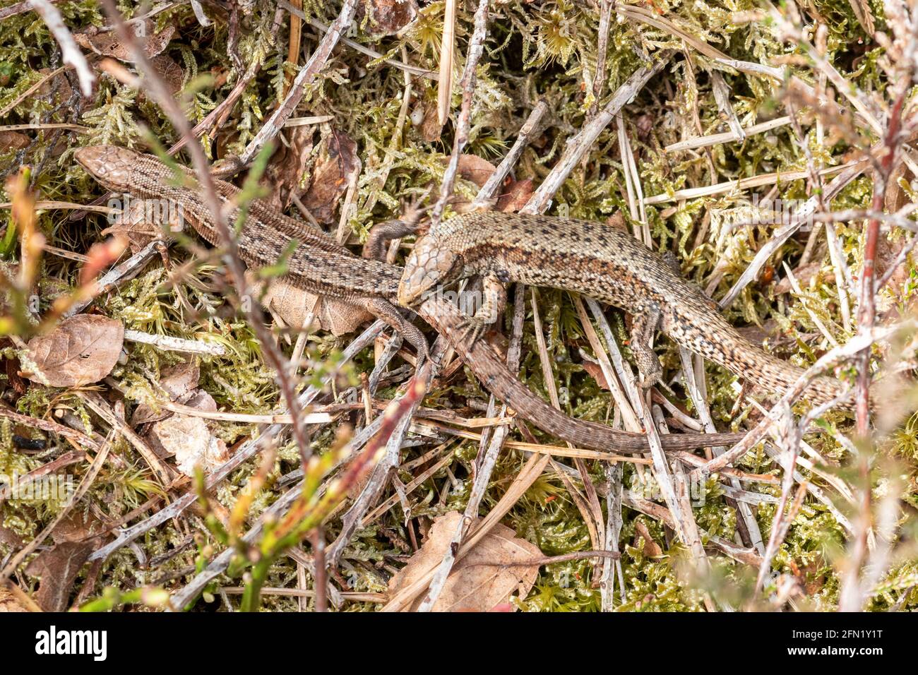 Mating behaviour in common (viviparous) lizard (Zootoca vivipara). Male ...