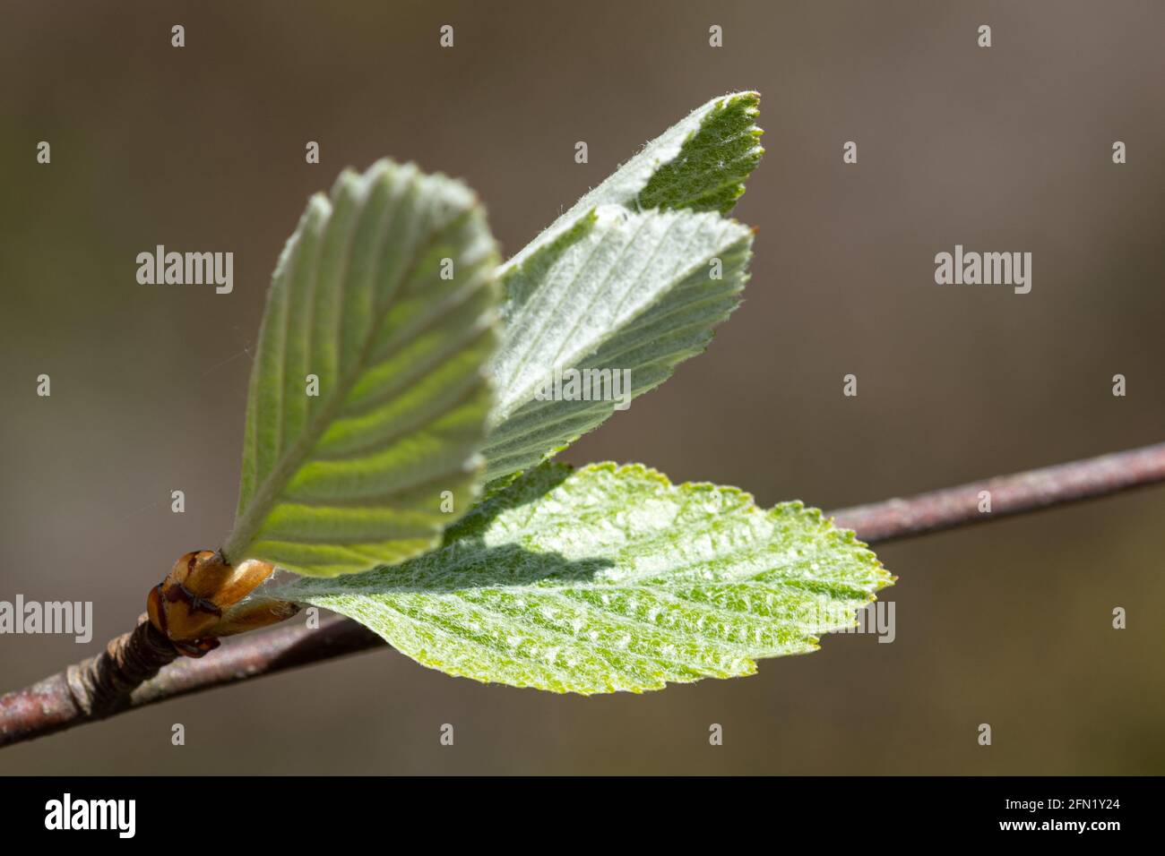 Whitebeam tree hi-res stock photography and images - Alamy