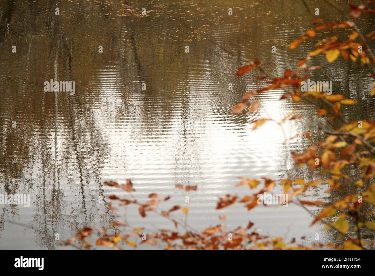 Water surface in autumn hi-res stock photography and images - Alamy