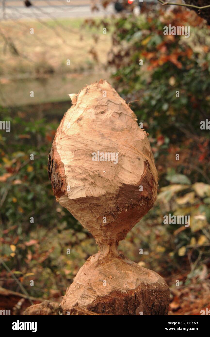 Virginia, USA. Tree trunks chewed by a beaver Stock Photo - Alamy