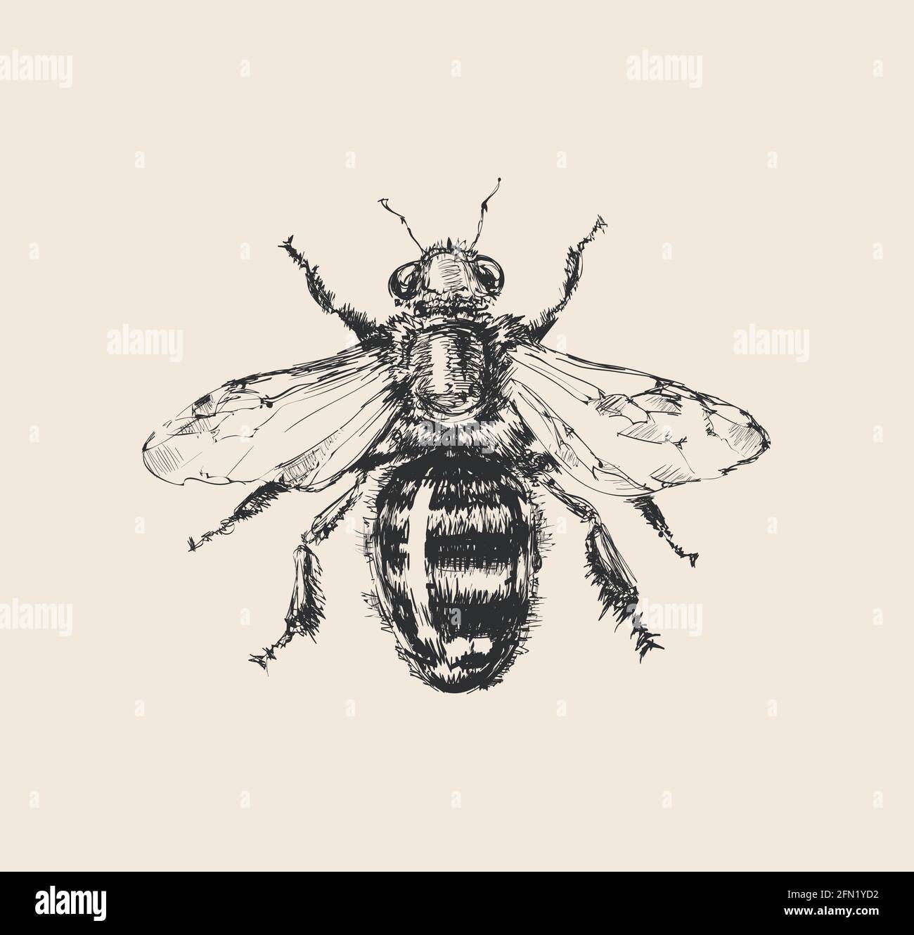 Bee Hand Drawn Sketch Vector illustration Stock Vector Image & Art - Alamy