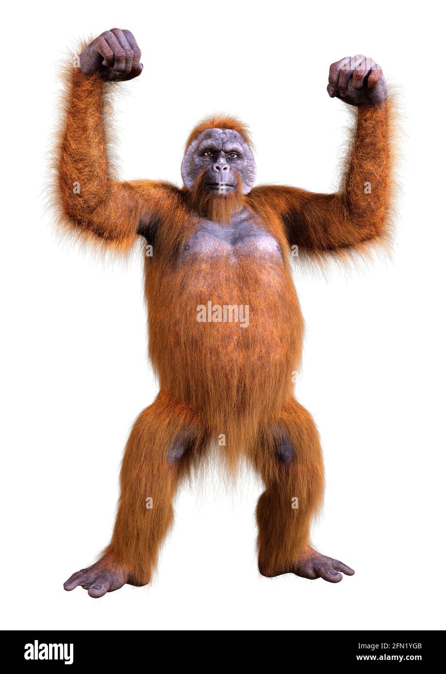 3D rendering of an orangutan ape isolated on white background Stock ...