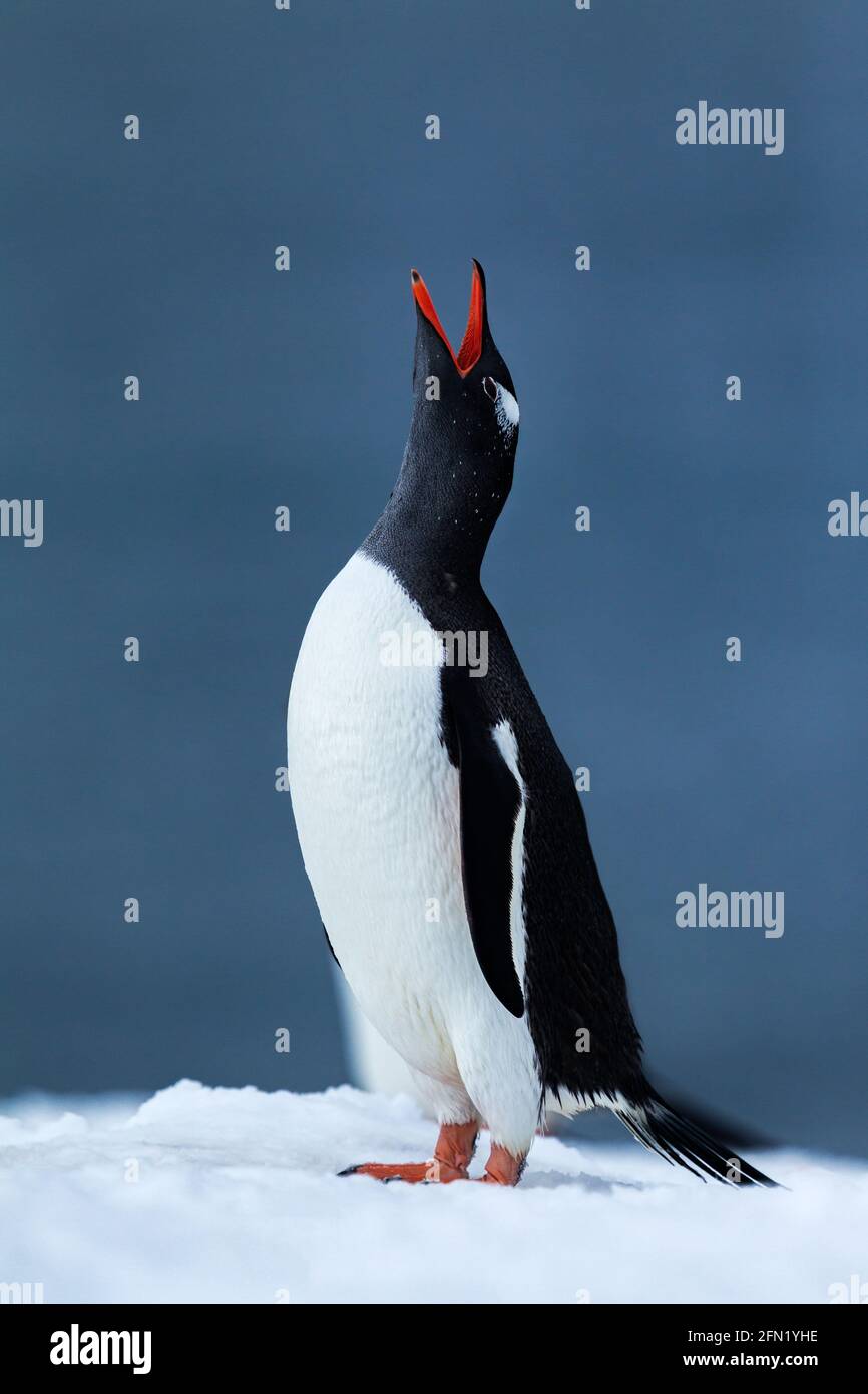 Squawking bird hi-res stock photography and images - Alamy