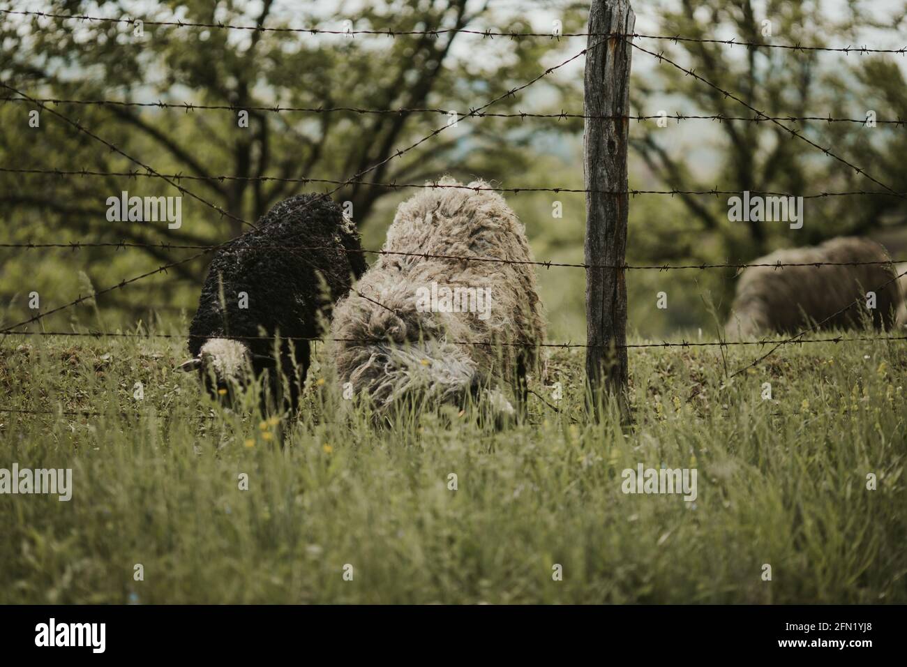 Group of goats and sheep on a meadow behind barbed wire Stock Photo - Alamy