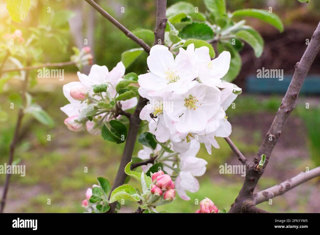 The apple tree branch. The concept of spring flowering. Horisontal ...