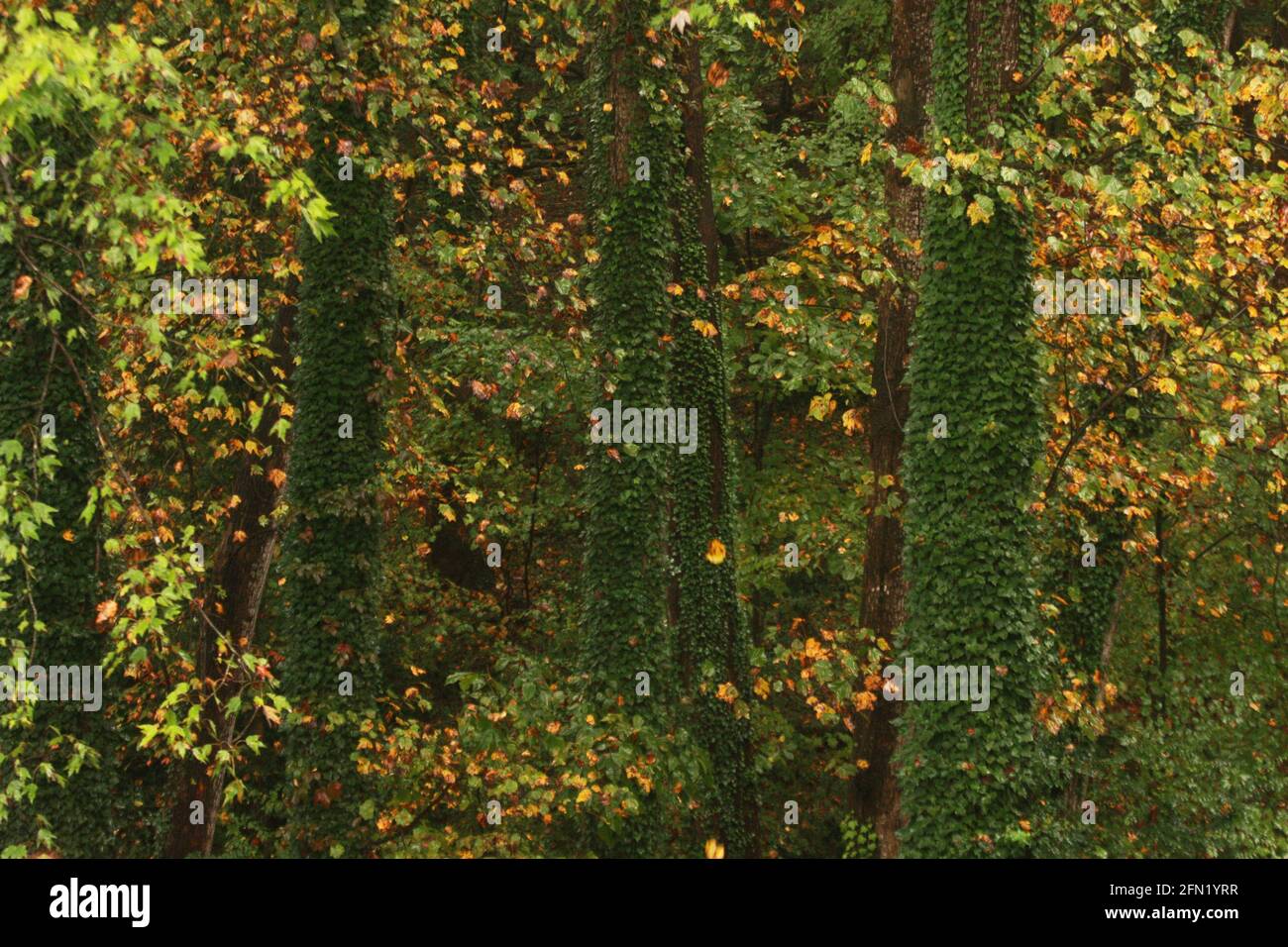 Woods in autumn in Virginia, USA. Evergreen ivy around tree trunks ...