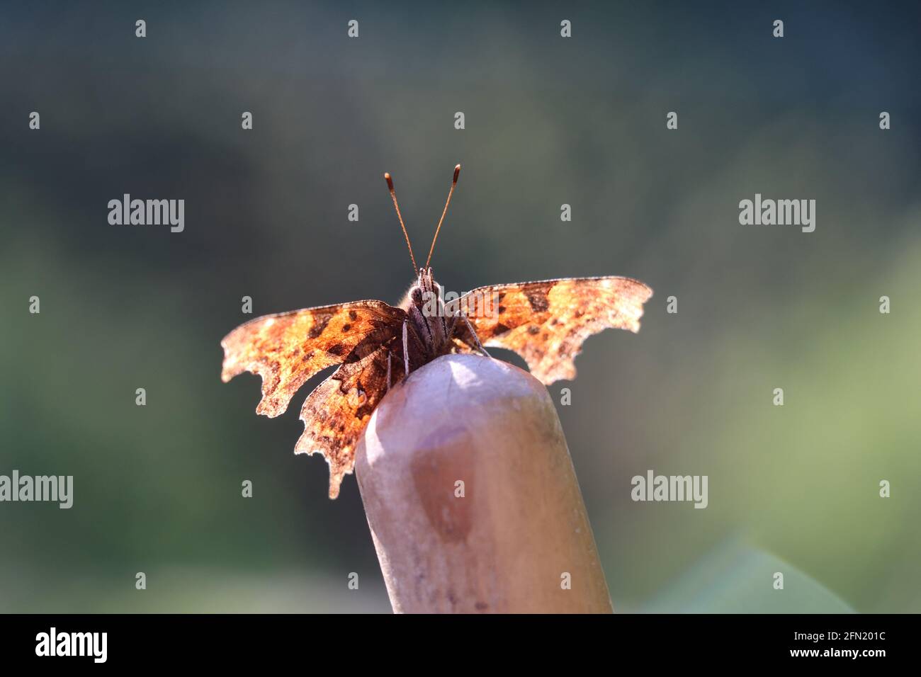 Backlit wing hi-res stock photography and images - Alamy