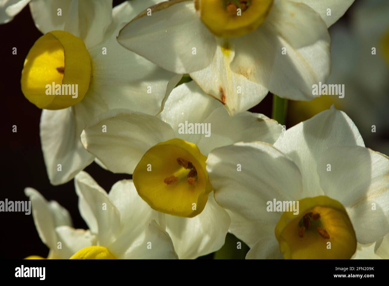 Spring Narcissus in sunshine Stock Photo - Alamy