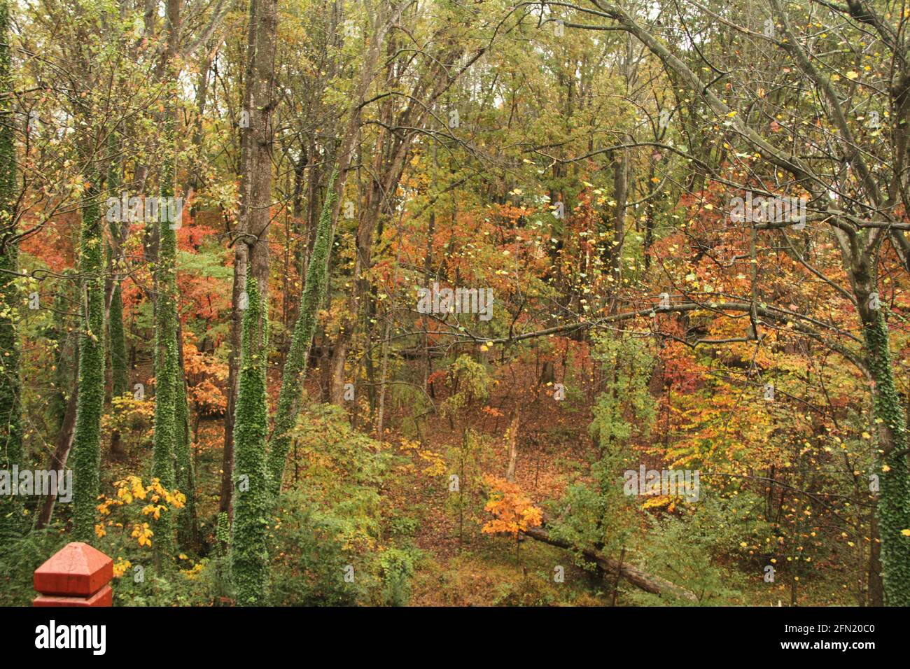 Woods in autumn in Virginia, USA. Evergreen ivy around tree trunks ...