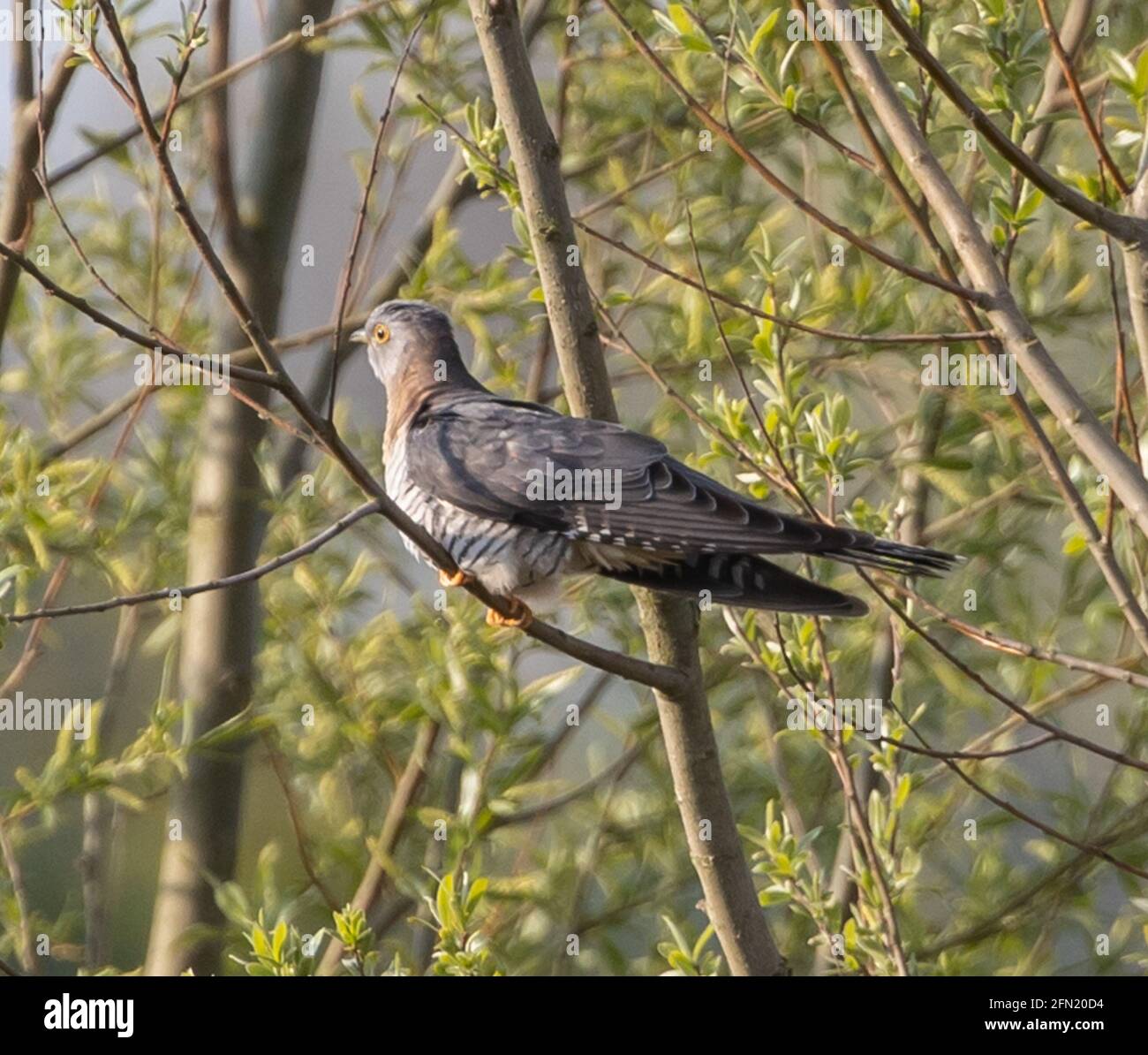 Closeup shot of a Common cuckoo Stock Photo - Alamy