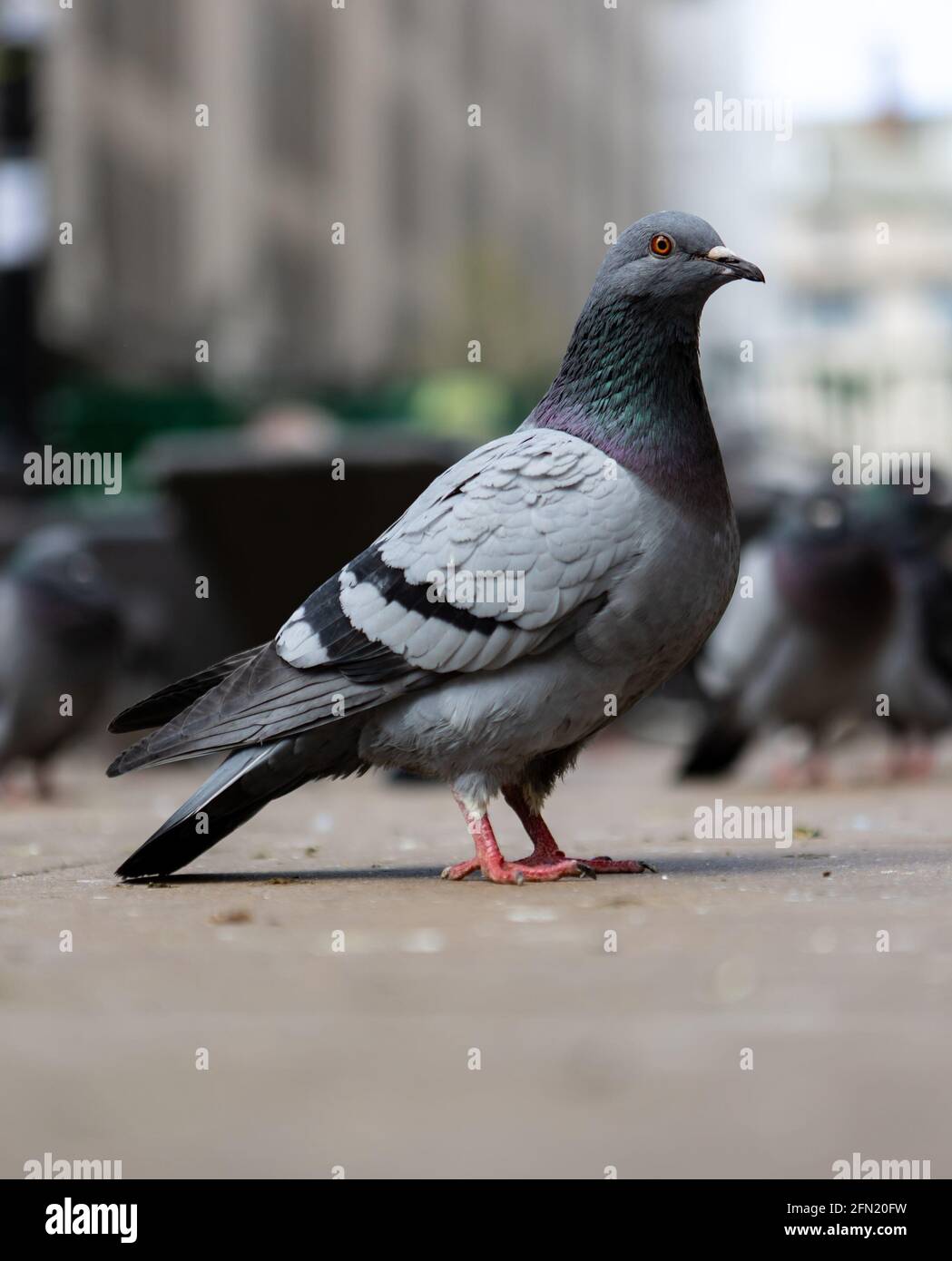 Shot flying feral pigeon hi-res stock photography and images - Alamy