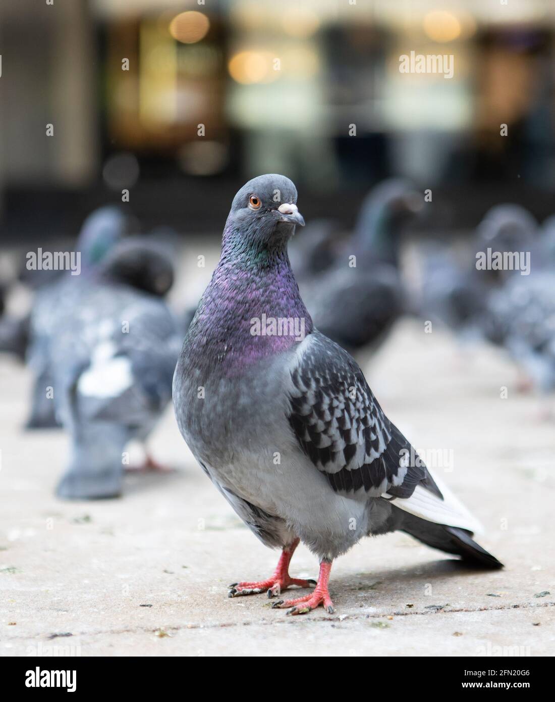 Shot flying feral pigeon hi-res stock photography and images - Alamy