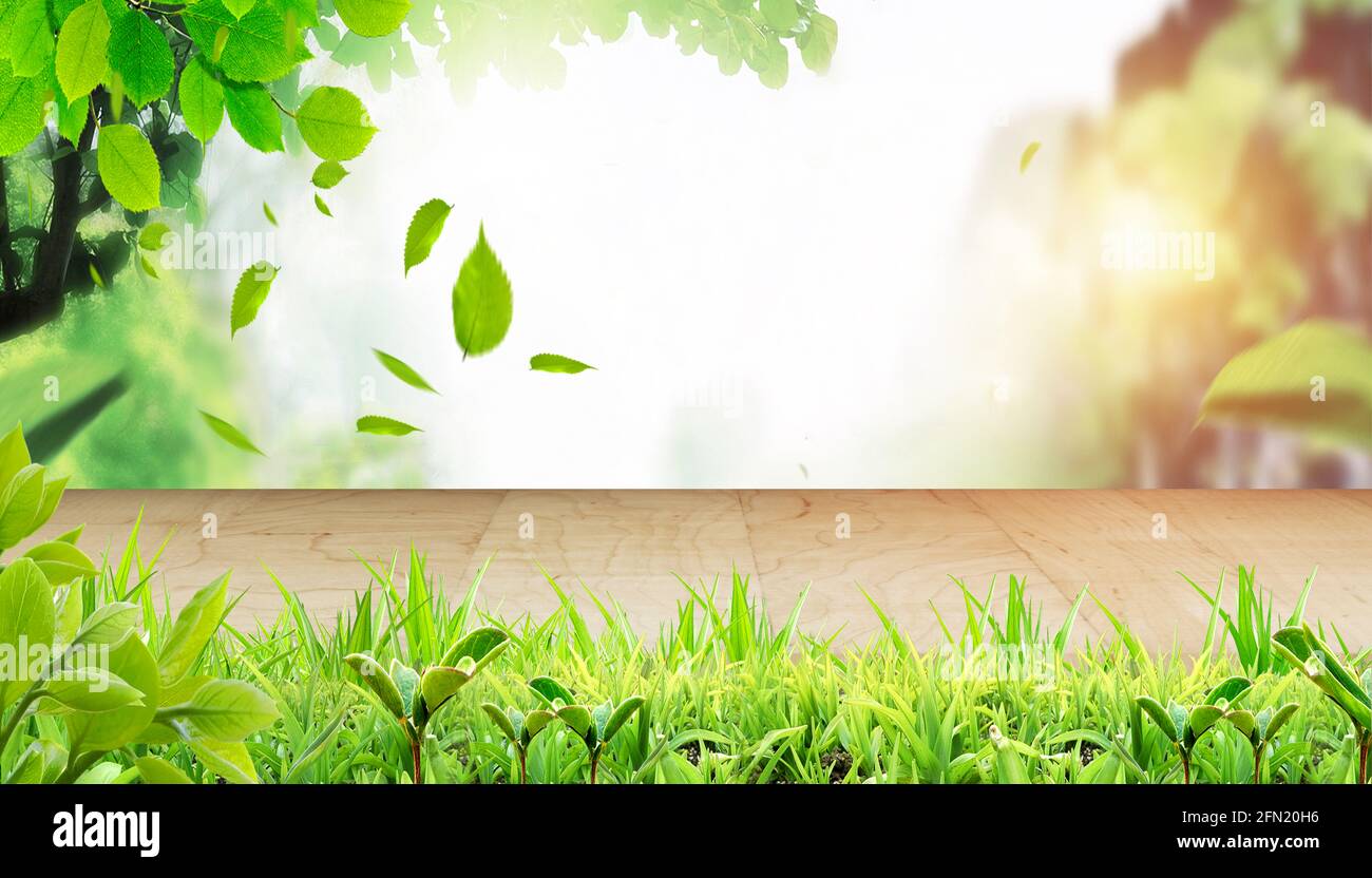 Abstract wood table with leaves and sun light. Wood table top stand for ...