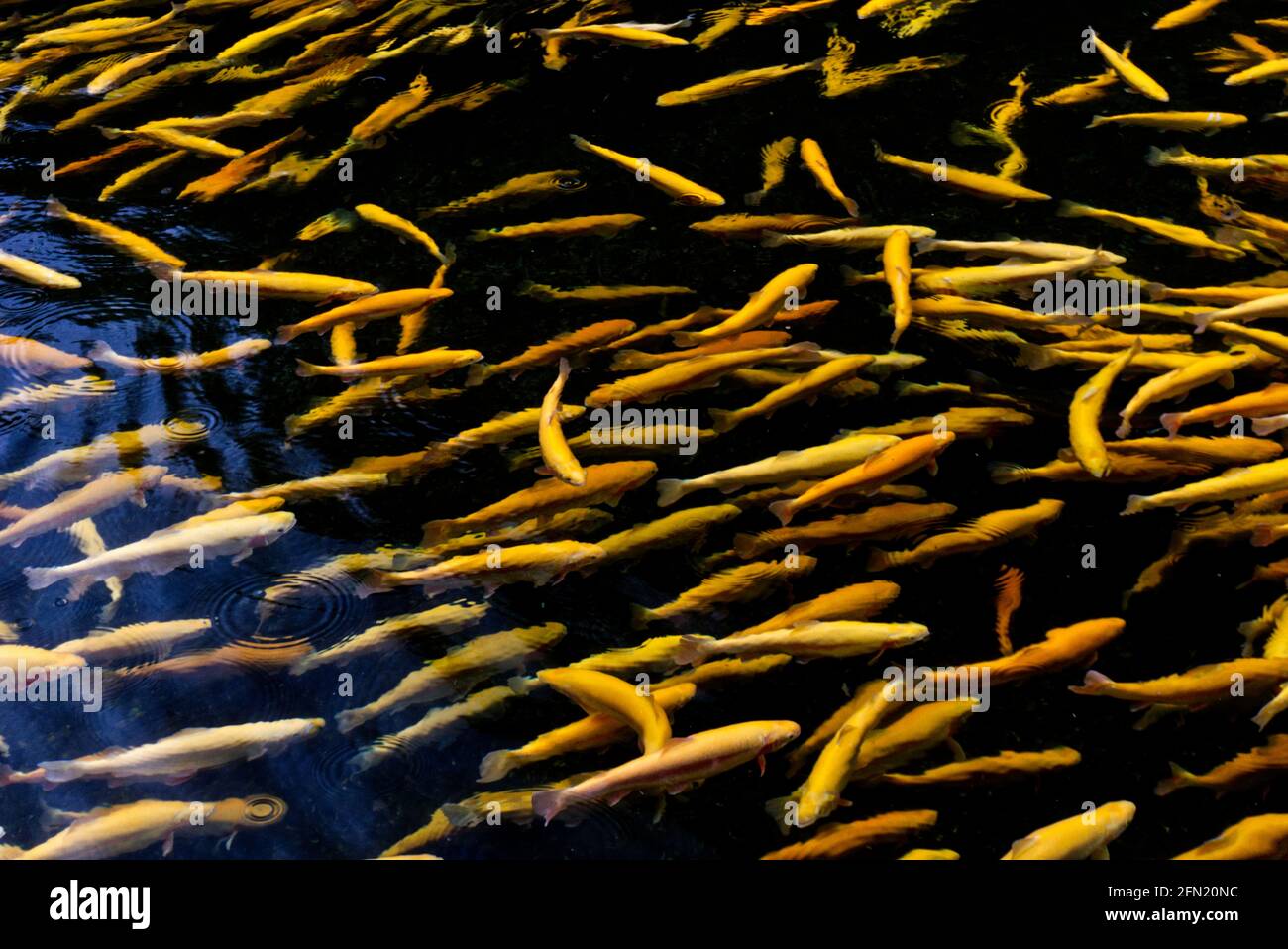 Swarm of golden fish Stock Photo - Alamy