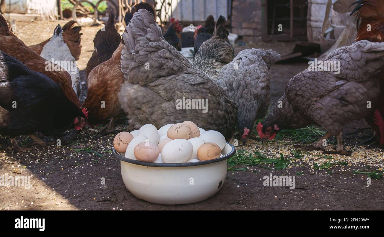 geese and chicken on the farm, eggs in a bowl. selective focus Stock ...