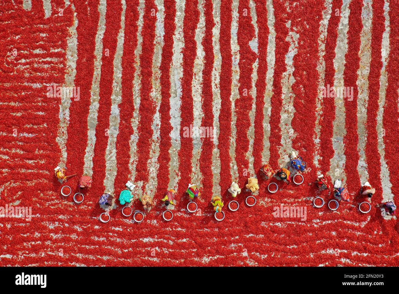 Chilli peppers are a major part of the Bengali cuisine popular in ...