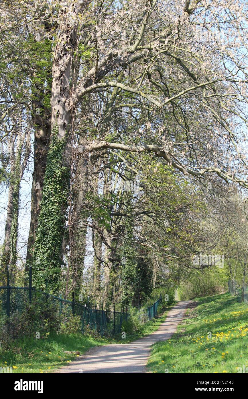 Long empty pathway in a park next to a fence and yellow flowers growing ...