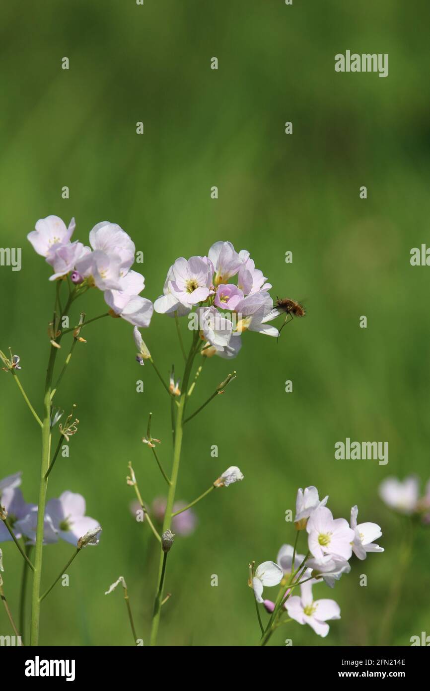 Vertical shot of gentle white spring flowers in a garden with blurred ...