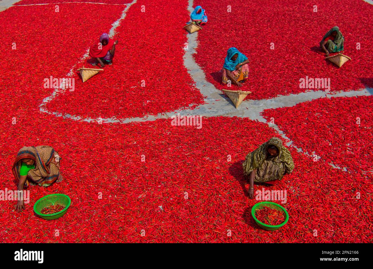 Countless chilli peppers surround labourers in the Bogura district in ...