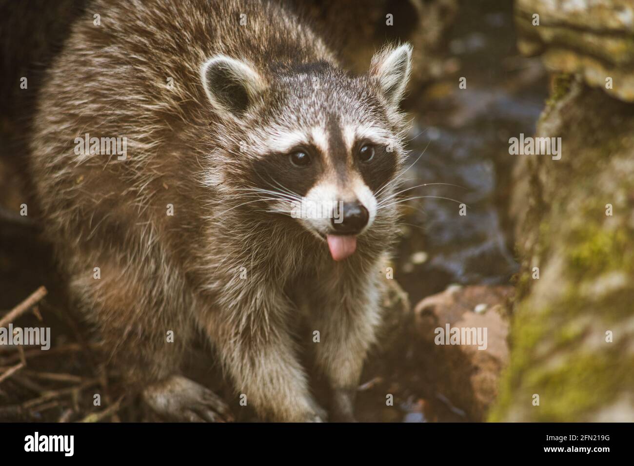 Cute raccoon face hi-res stock photography and images - Alamy