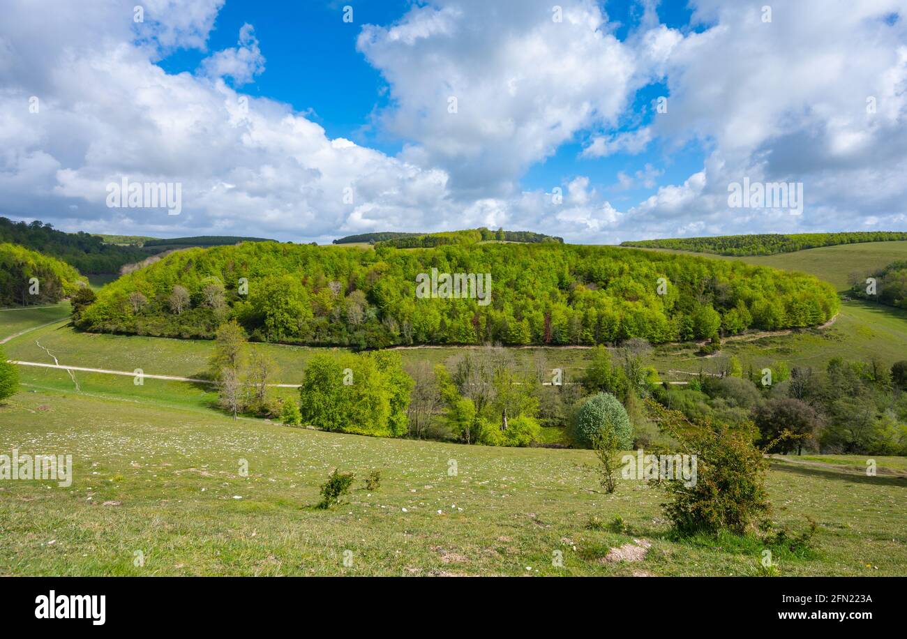 Box Copse woods in Arundel Park, South Downs National Park, an area of ...