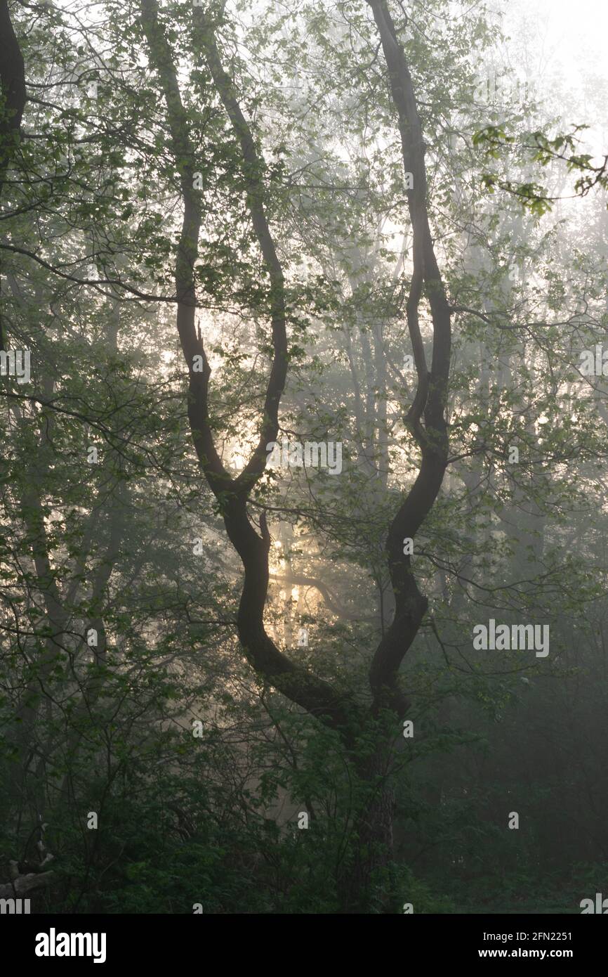 morning sun through the forest trees Stock Photo - Alamy