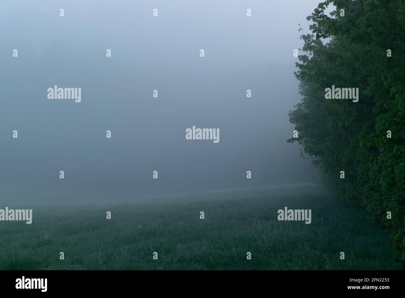 Foggy grass background image Stock Photo - Alamy