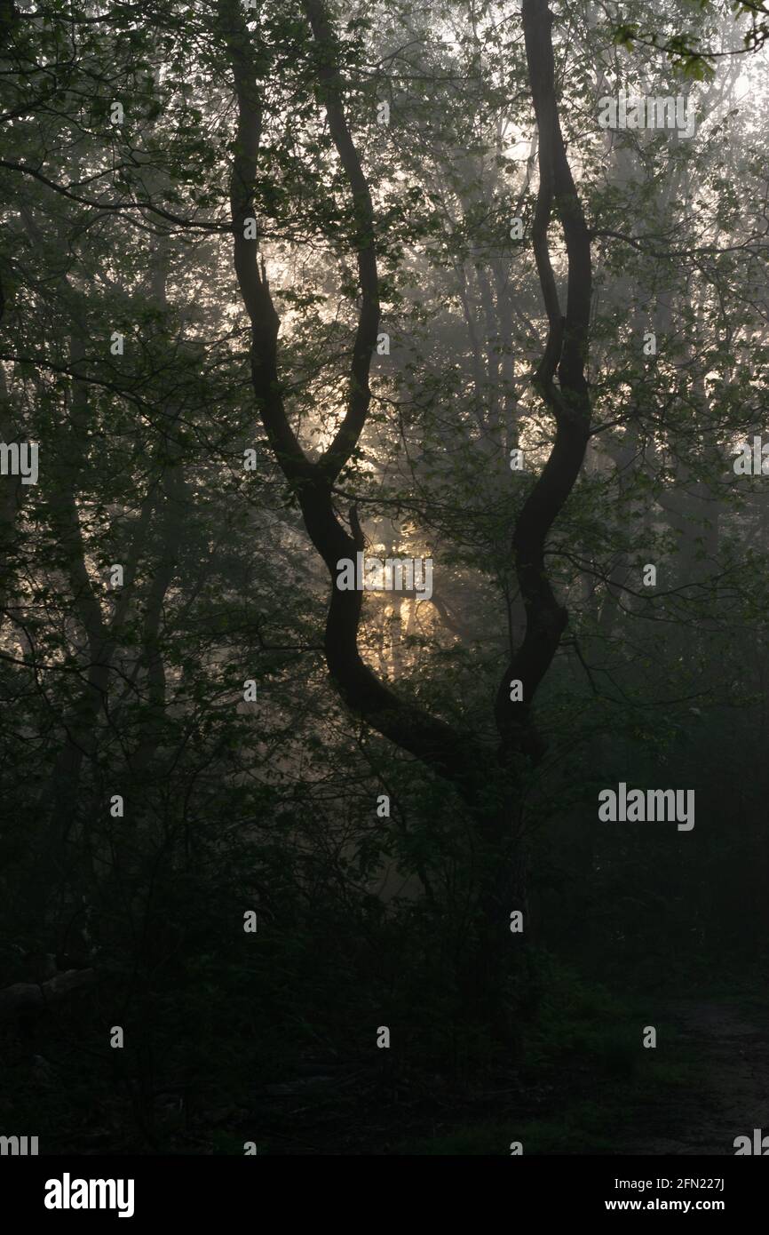 morning sun through the forest trees Stock Photo - Alamy