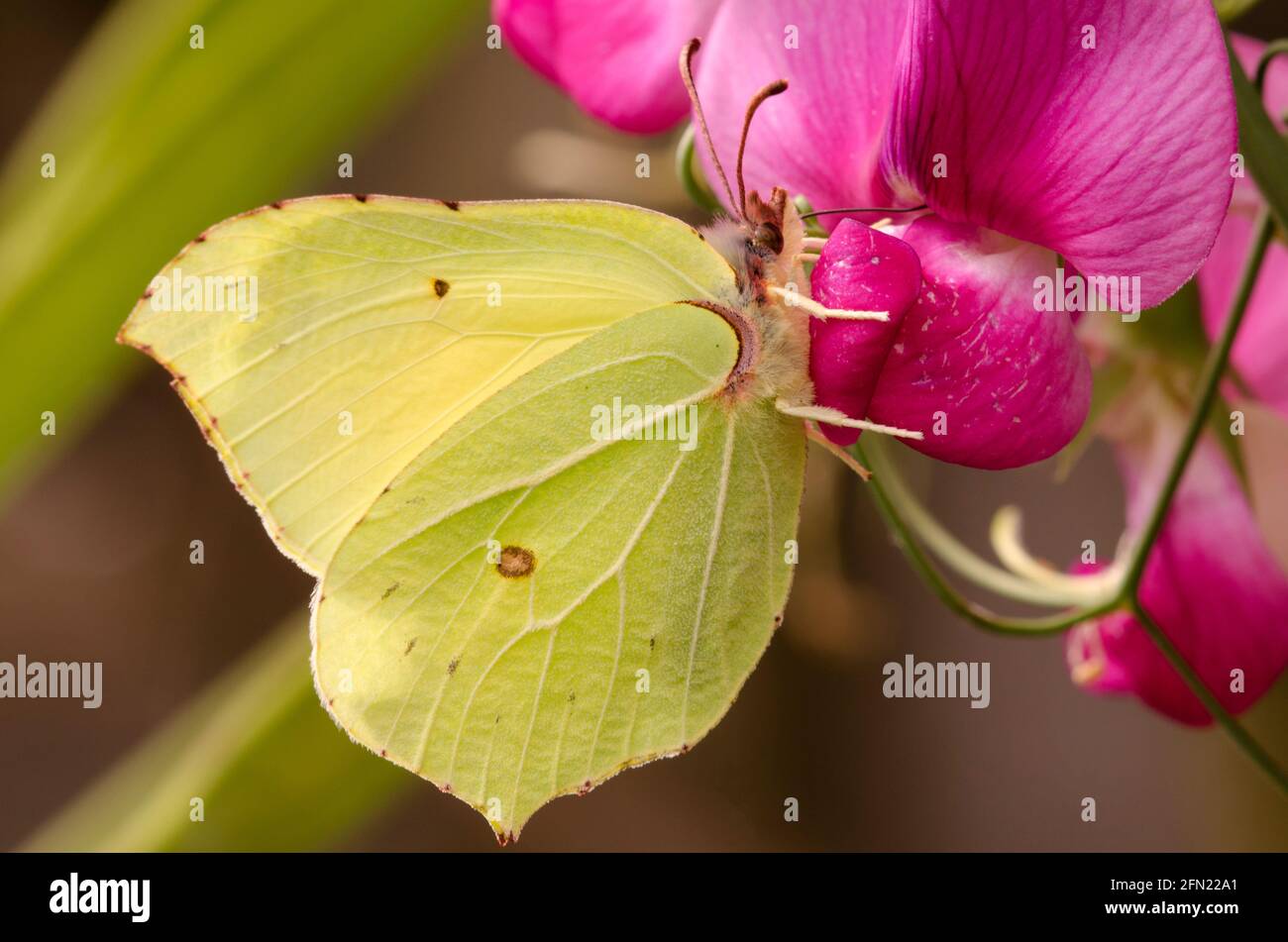 Yellow butterfly brimstone hi-res stock photography and images - Alamy