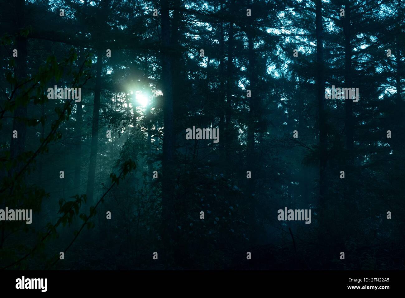 Horror forest hi-res stock photography and images - Alamy