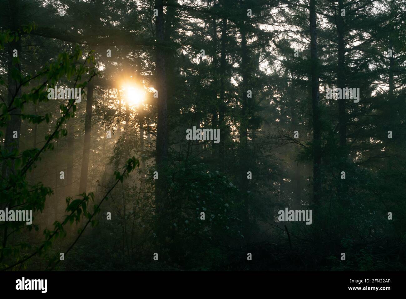 Horror forest photographed during the morning sunrise Stock Photo - Alamy
