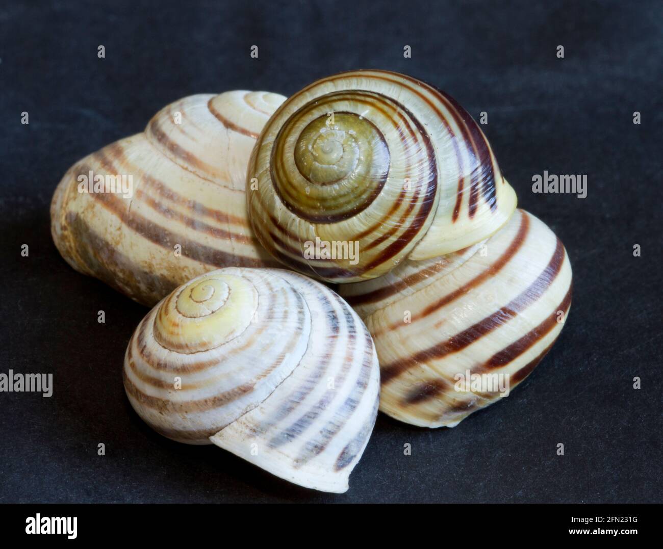 The colour of the shell lip is diagnostic in identifying the White ...