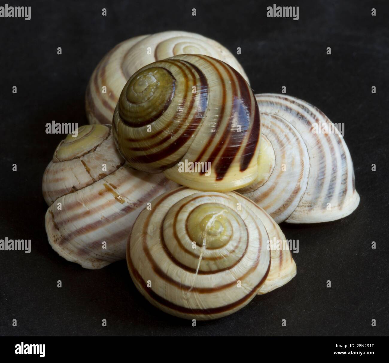 Snail mantle uk hi-res stock photography and images - Alamy