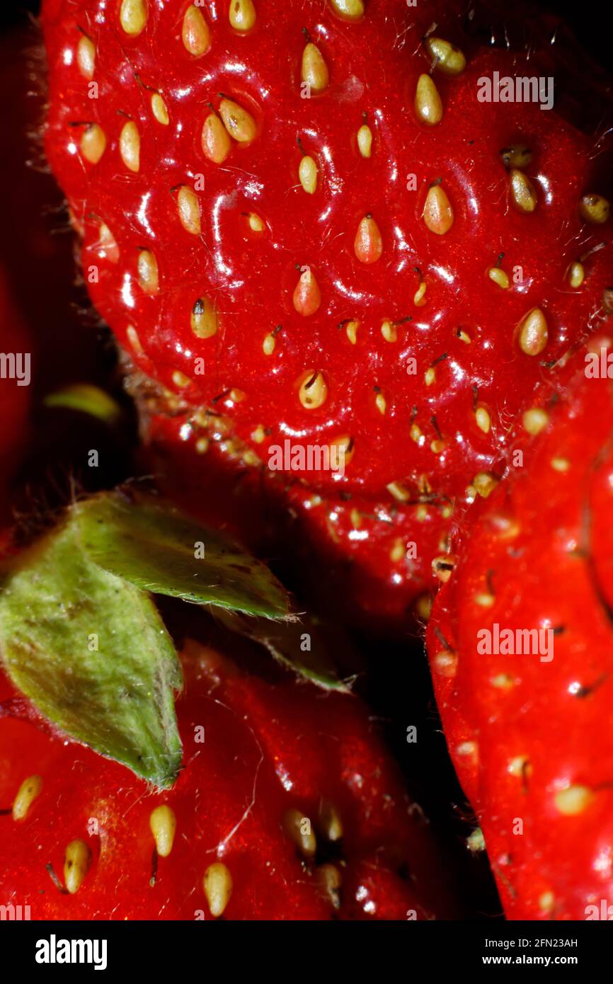 Industrial cultivation of strawberry plant. Ripe red fruits strawberry ...