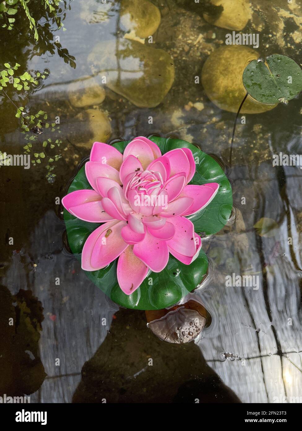 Closeup shot of lotus on the pond Stock Photo - Alamy