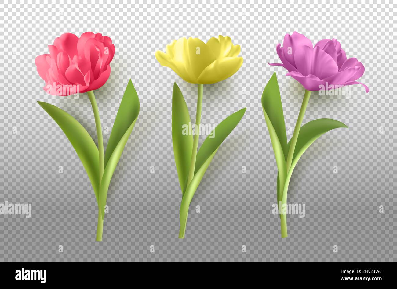 Beautiful pink tulip blooming Stock Vector Images - Alamy
