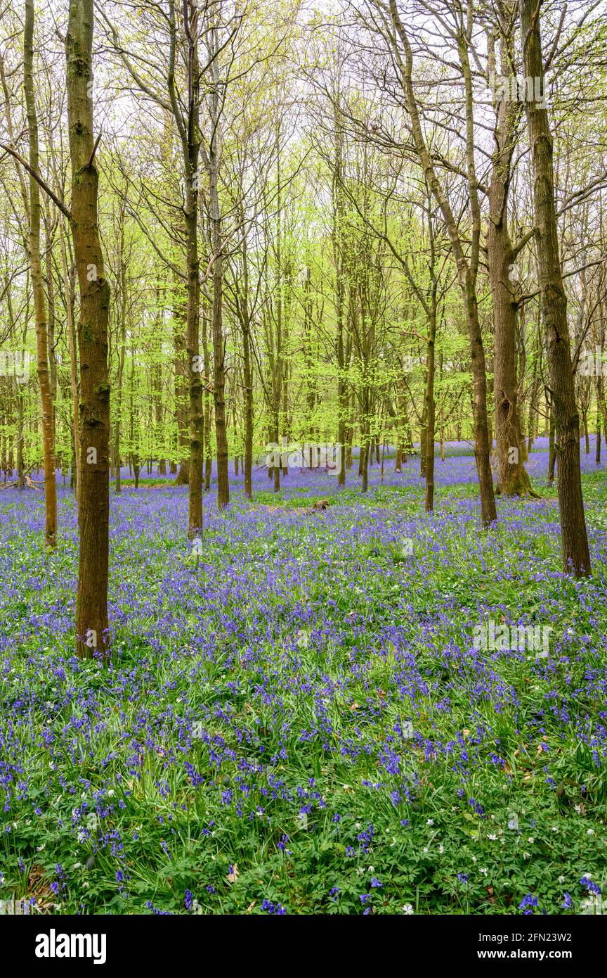 The forest floor is covered in a carpet of bluebells below the emerging ...