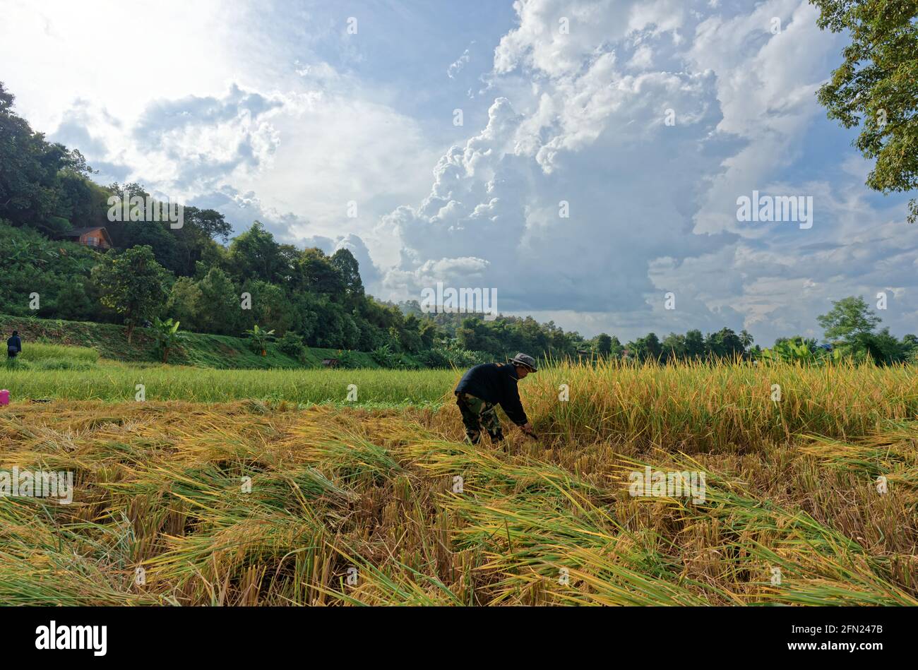 Traditional water harvesting hi-res stock photography and images - Alamy