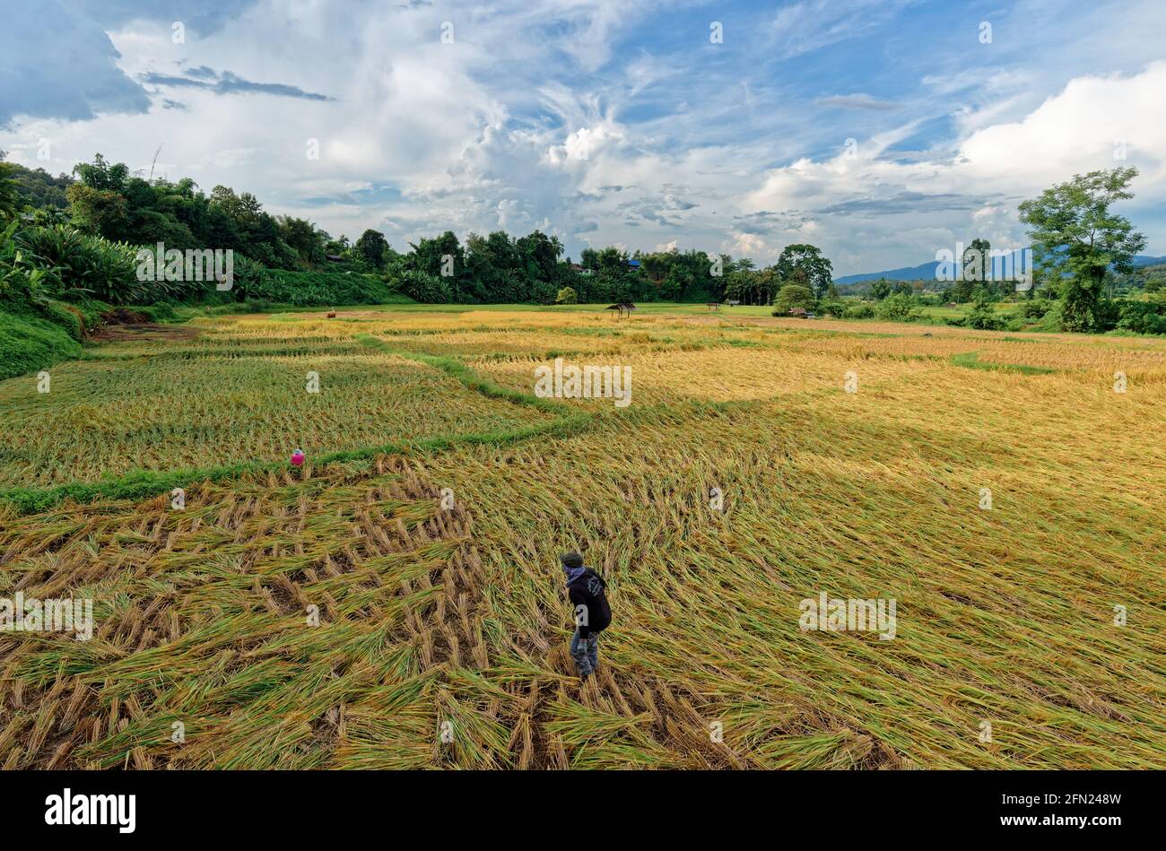 Thailand rice harvest boat hi-res stock photography and images - Alamy