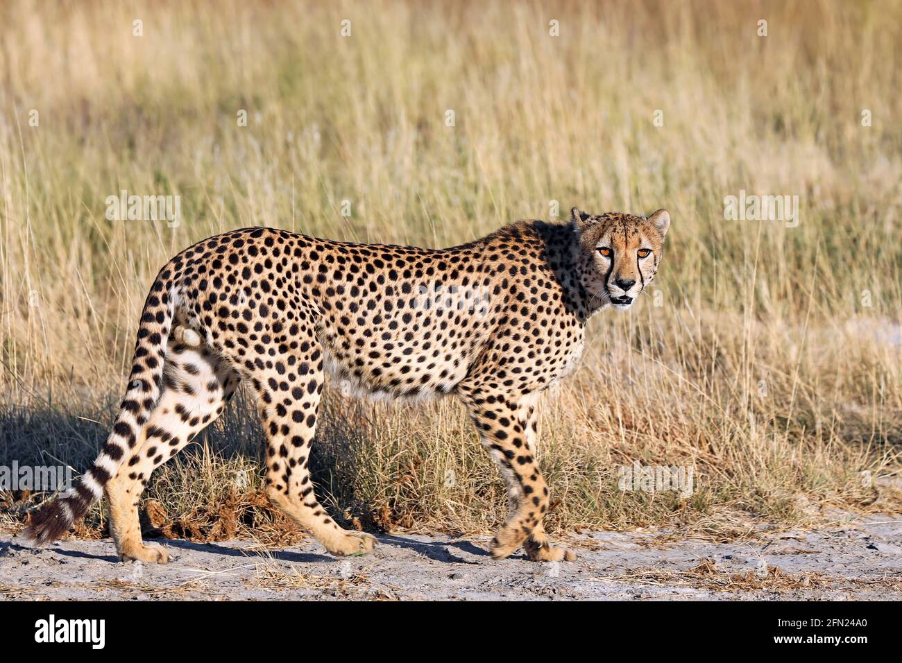 Gepard hi-res stock photography and images - Alamy
